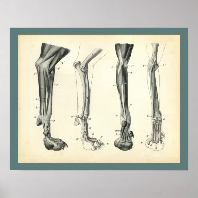 Dog Leg Bones Muscles Veterinary Anatomy Print | Zazzle