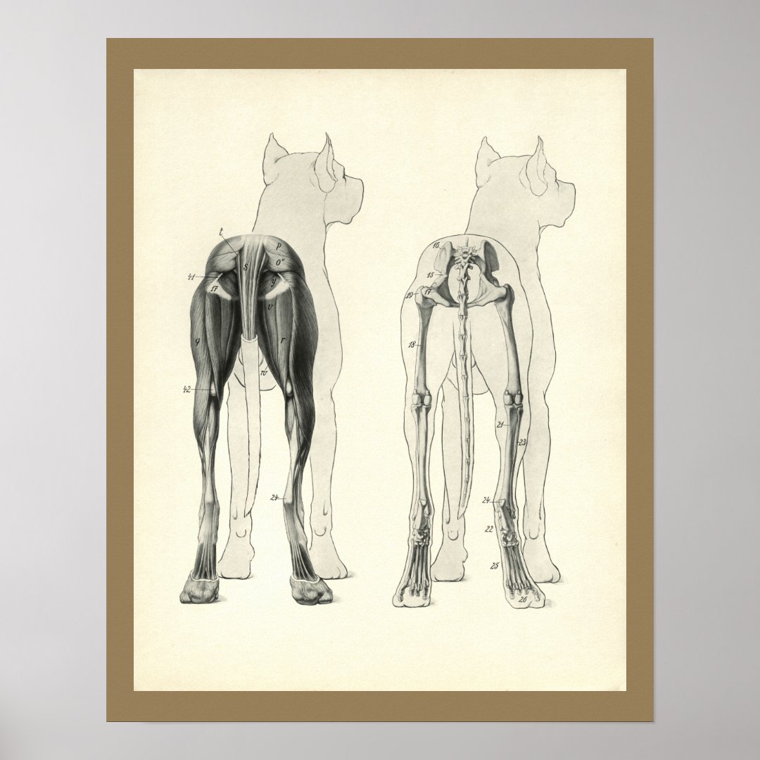 Dog Leg Skeleton Muscle Anatomy Print | Zazzle