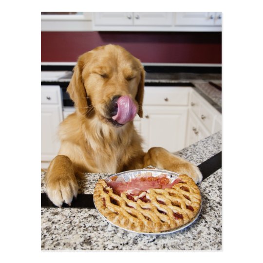 Dog licking nose after eating cherry pie in postcard | Zazzle.com