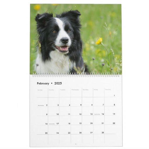 Dog Lover Mixed Border Collie Calendar | Zazzle