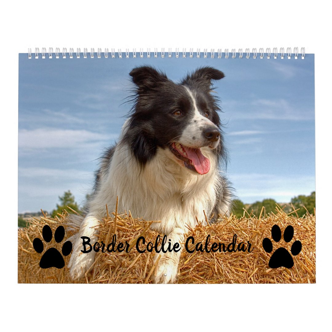 Dog Lover Mixed Border Collie Calendar | Zazzle