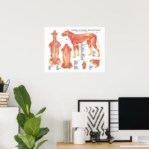 Dog Muscular Anatomy Poster Chart | Zazzle