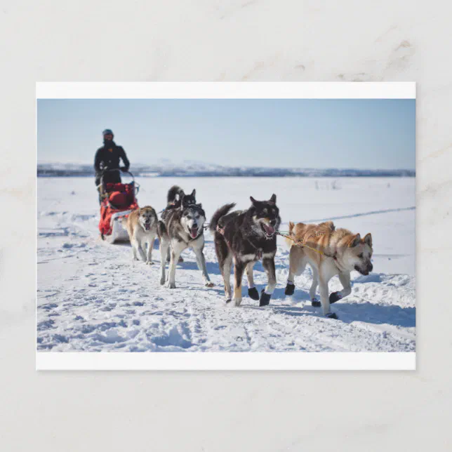 Dog Mushing Alaska Postcard | Zazzle