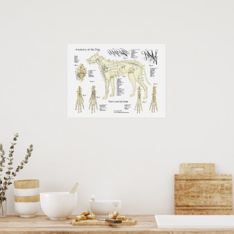 Dog Nervous System Anatomy Poster Chart | Zazzle
