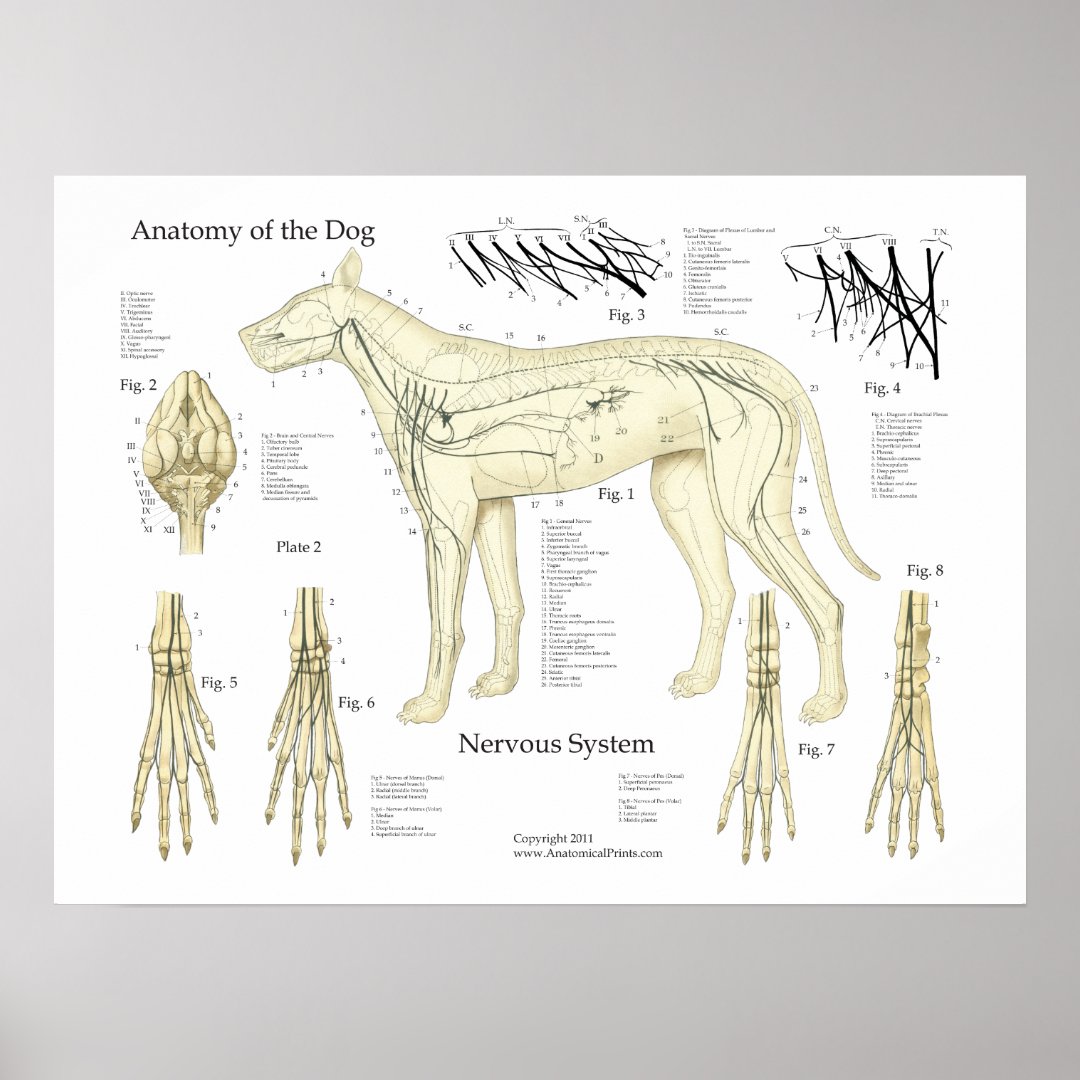 Dog Nervous System Anatomy Poster Chart | Zazzle