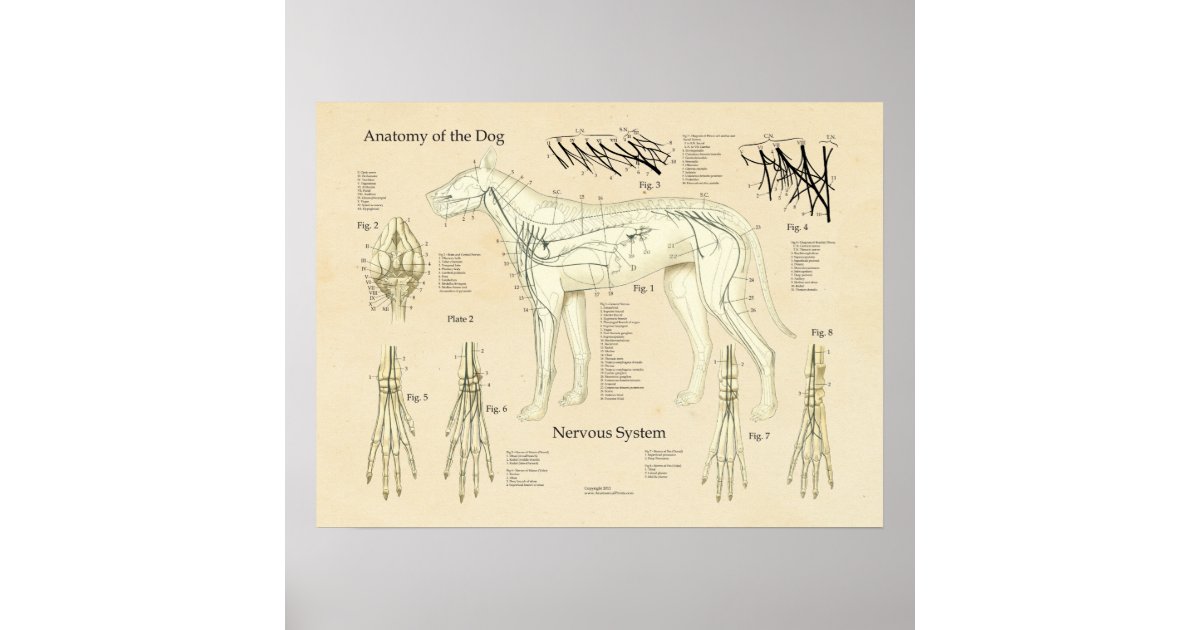 Dog Nervous System Nerve Anatomy Chart | Zazzle