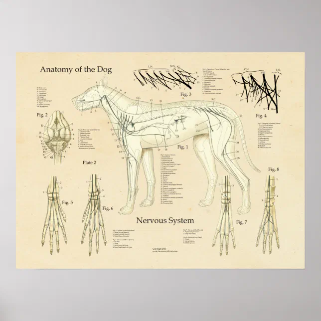Dog Nervous System Nerve Anatomy Chart | Zazzle