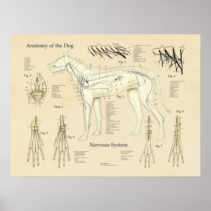 Dog Nervous System Nerve Anatomy Chart | Zazzle.com