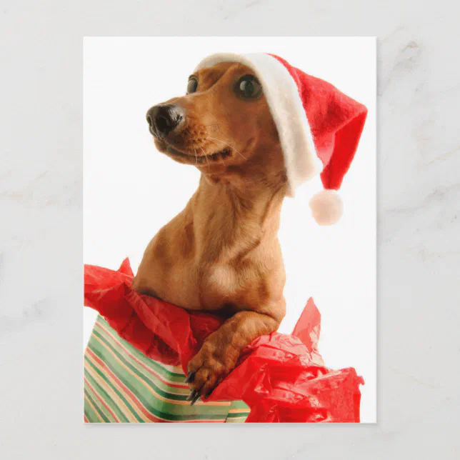Dog on present with Santa hat Holiday Postcard | Zazzle