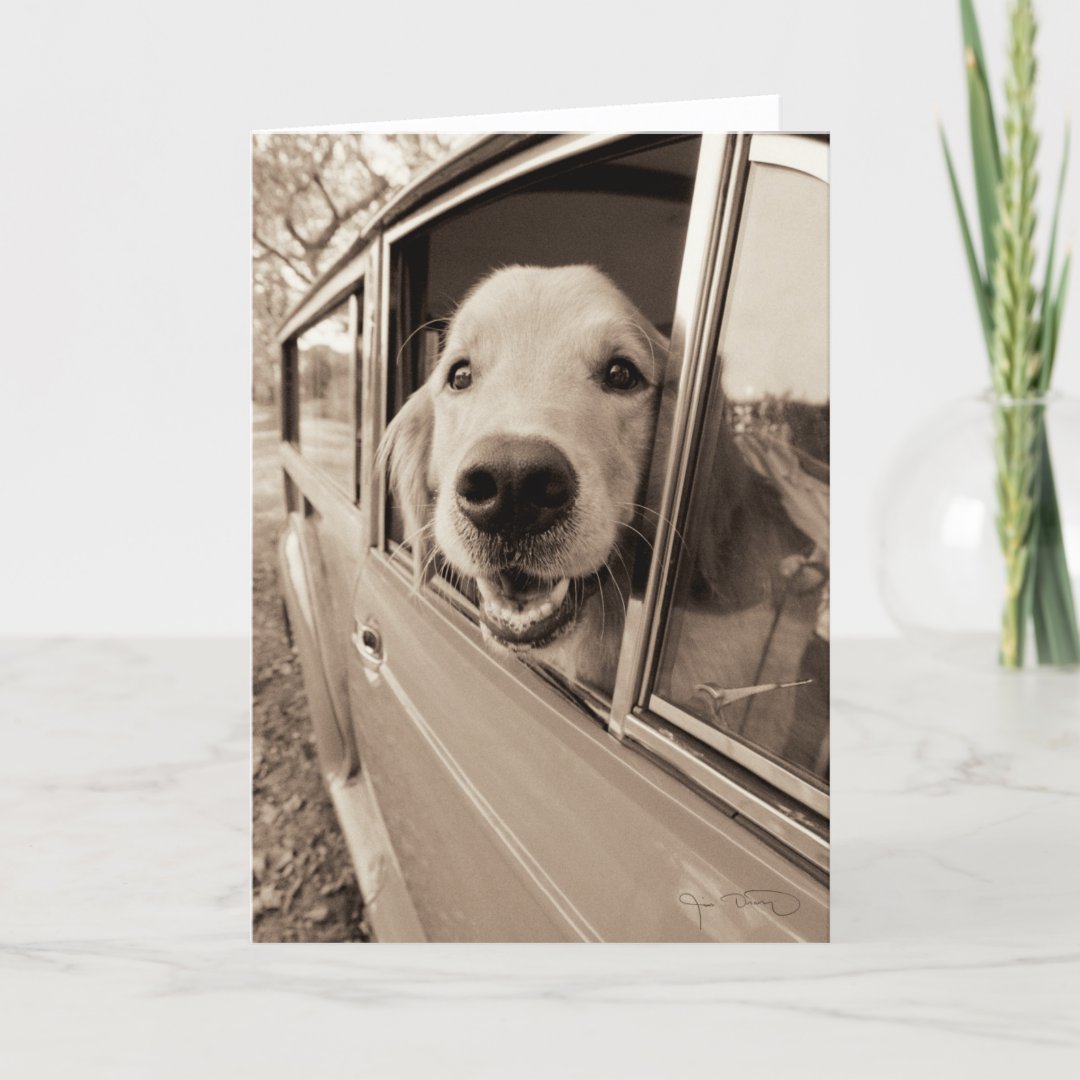 Dog Peeking Out a Car Window Card | Zazzle
