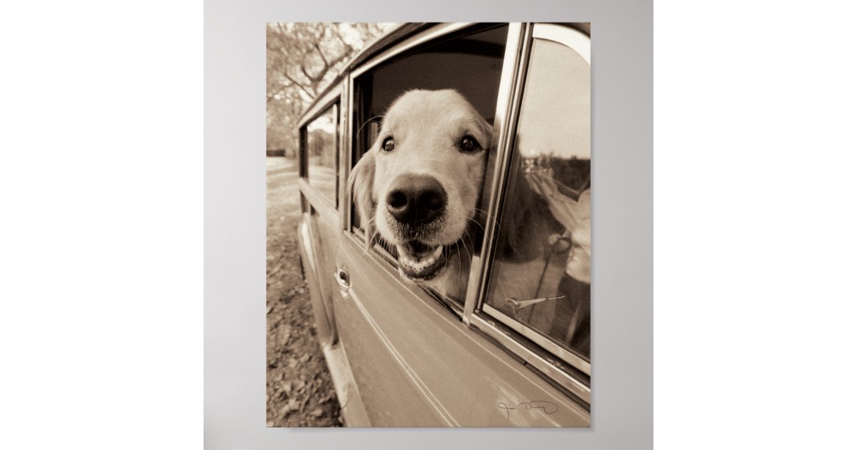Dog Peeking Out a Car Window Poster | Zazzle