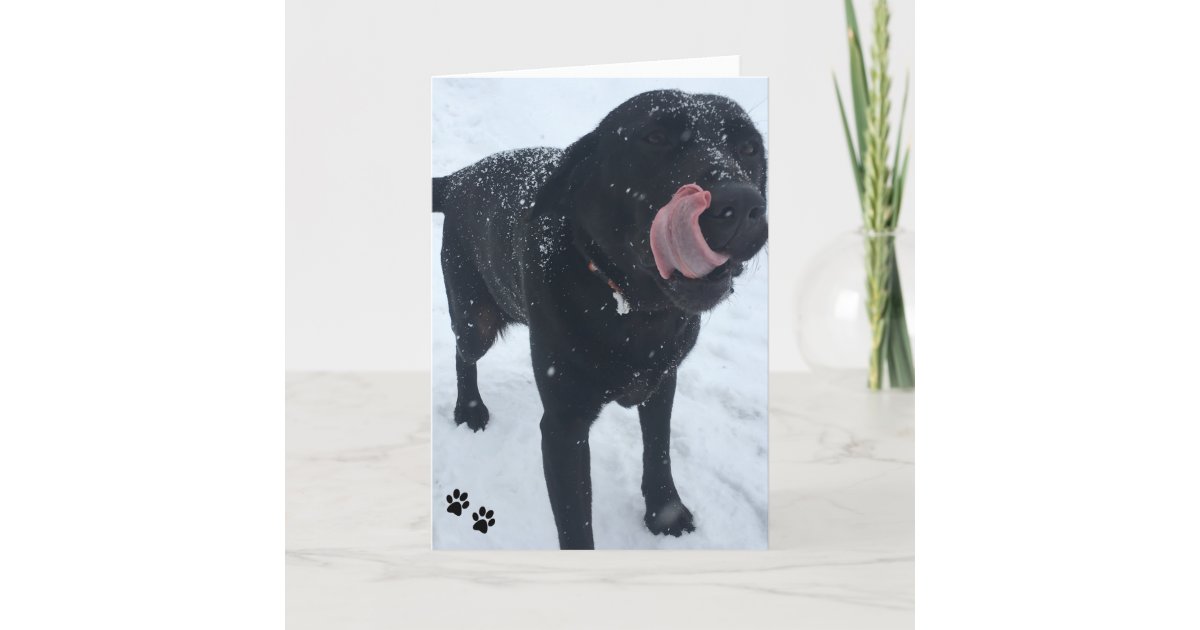 dog photo card | Zazzle.com