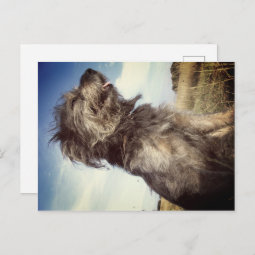 Dog Photo Postcard | Zazzle