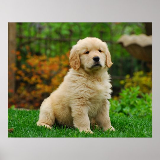 Dog Poster | Zazzle.com