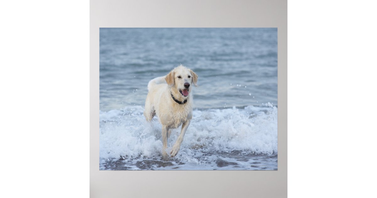 Dog running in water at beach. poster | Zazzle