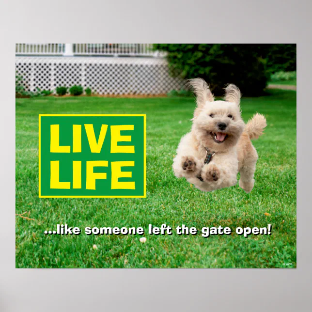 Dog Running In Yard Poster | Zazzle