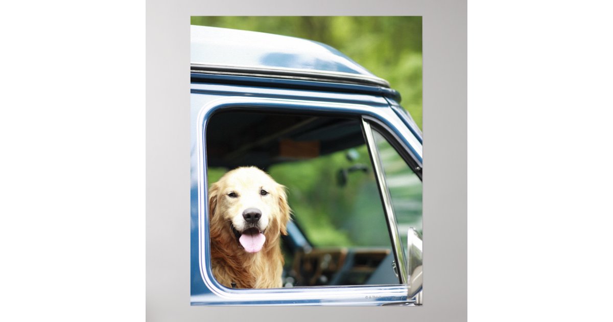 Dog Sitting in Car Poster | Zazzle