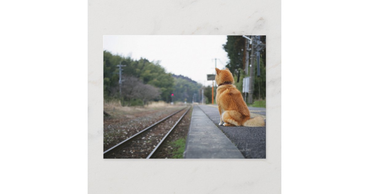Dog sitting on train station postcard | Zazzle