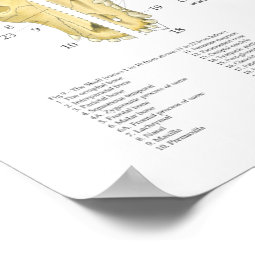 Dog Skeletal Anatomy Poster 18" X 24" | Zazzle