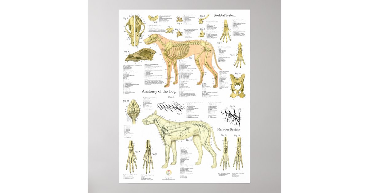 Dog Skeletal Nerves Anatomy Chart | Zazzle