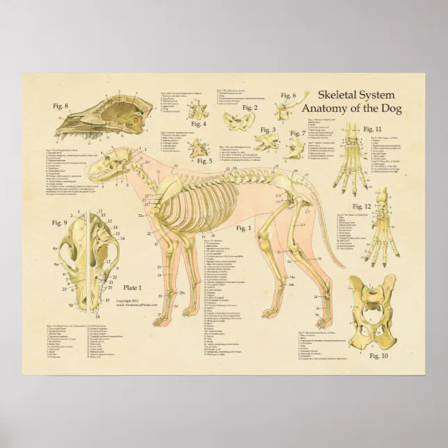 Dog Skeletal System Bones Anatomy Chart | Zazzle