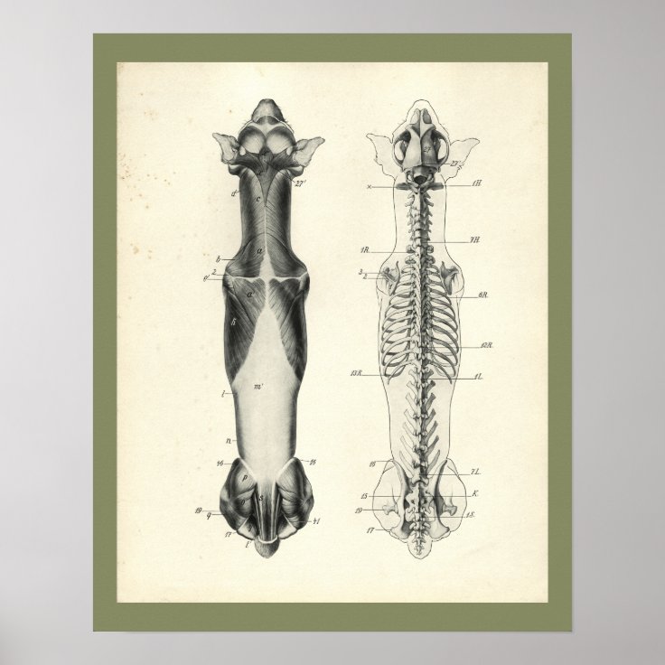 Dog Skeleton Spinal Column Muscles Anatomy Print | Zazzle
