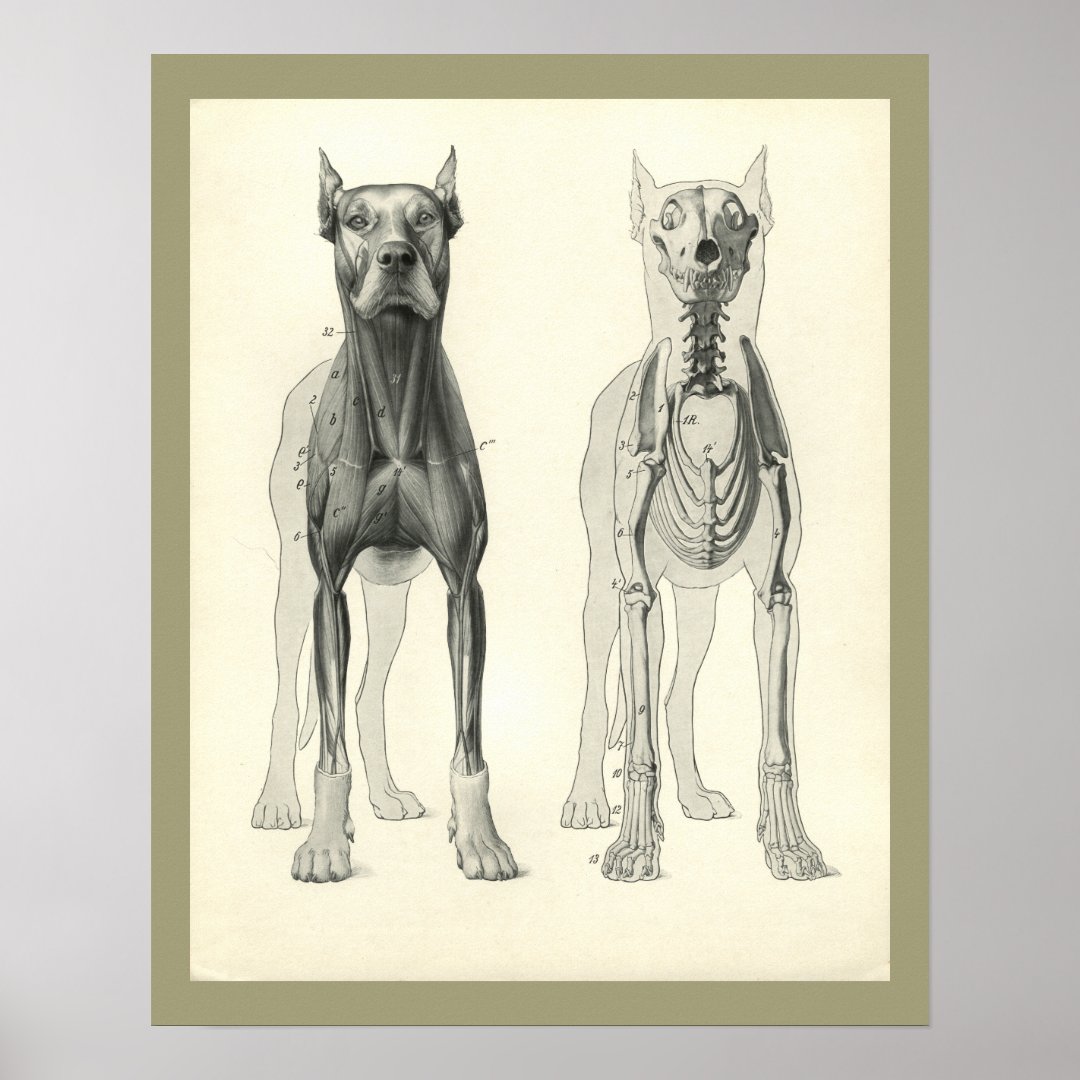 Dog Skull Legs Skeleton Muscle Anatomy Print | Zazzle
