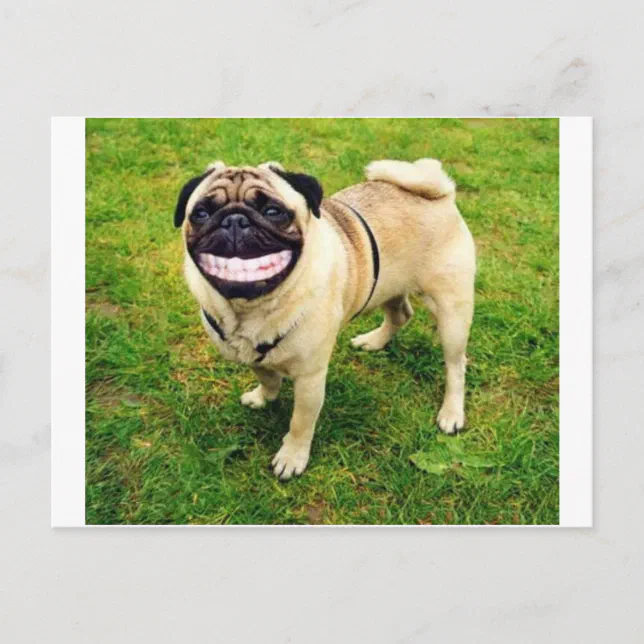 dog smile pug postcard | Zazzle