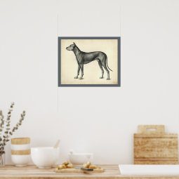 Dog Surface Topography Anatomy Print | Zazzle