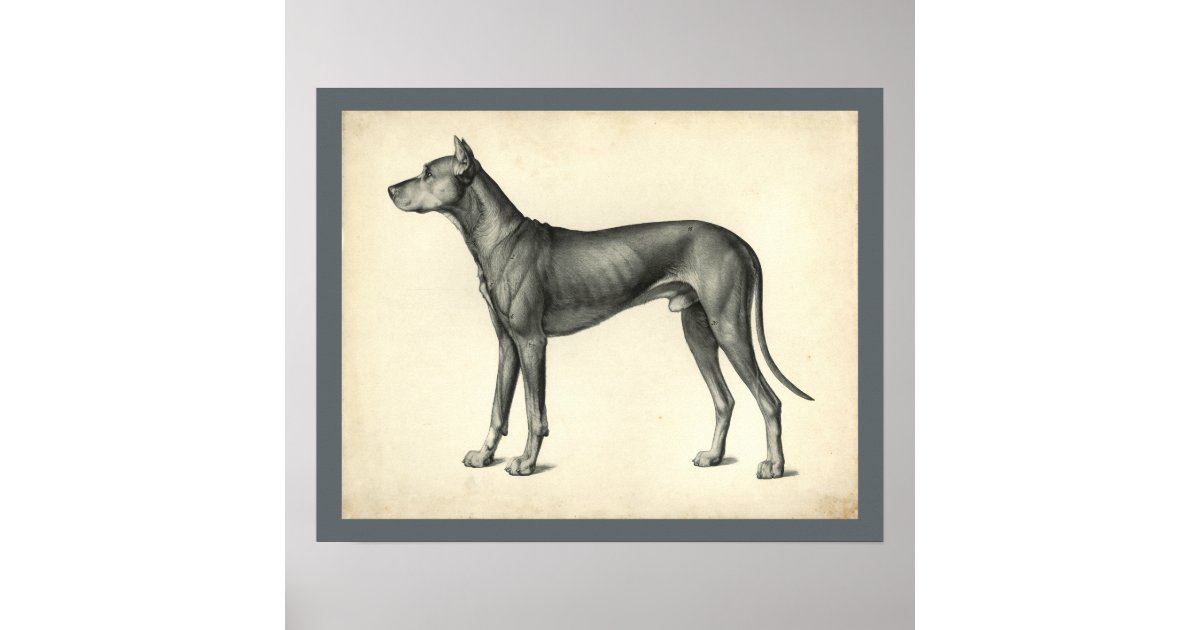Dog Surface Topography Anatomy Print | Zazzle