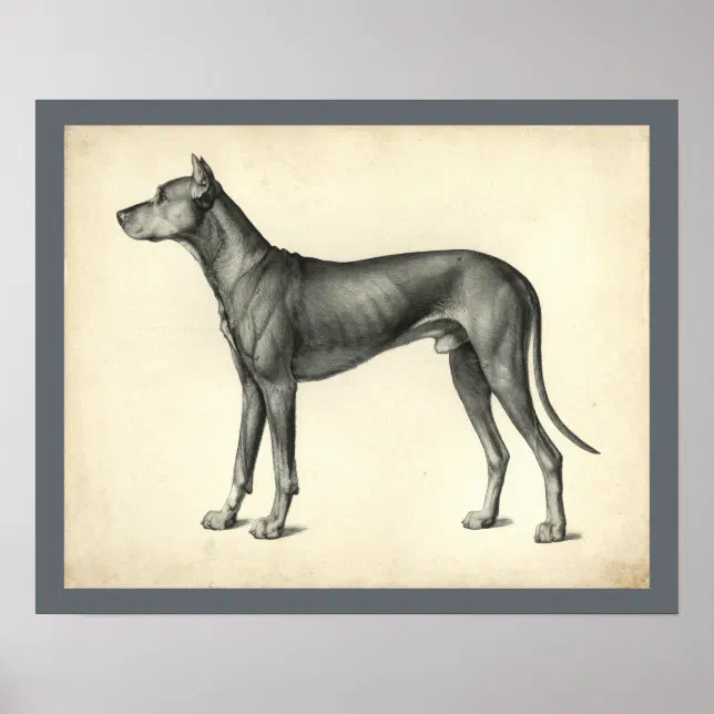 Dog Surface Topography Anatomy Print | Zazzle
