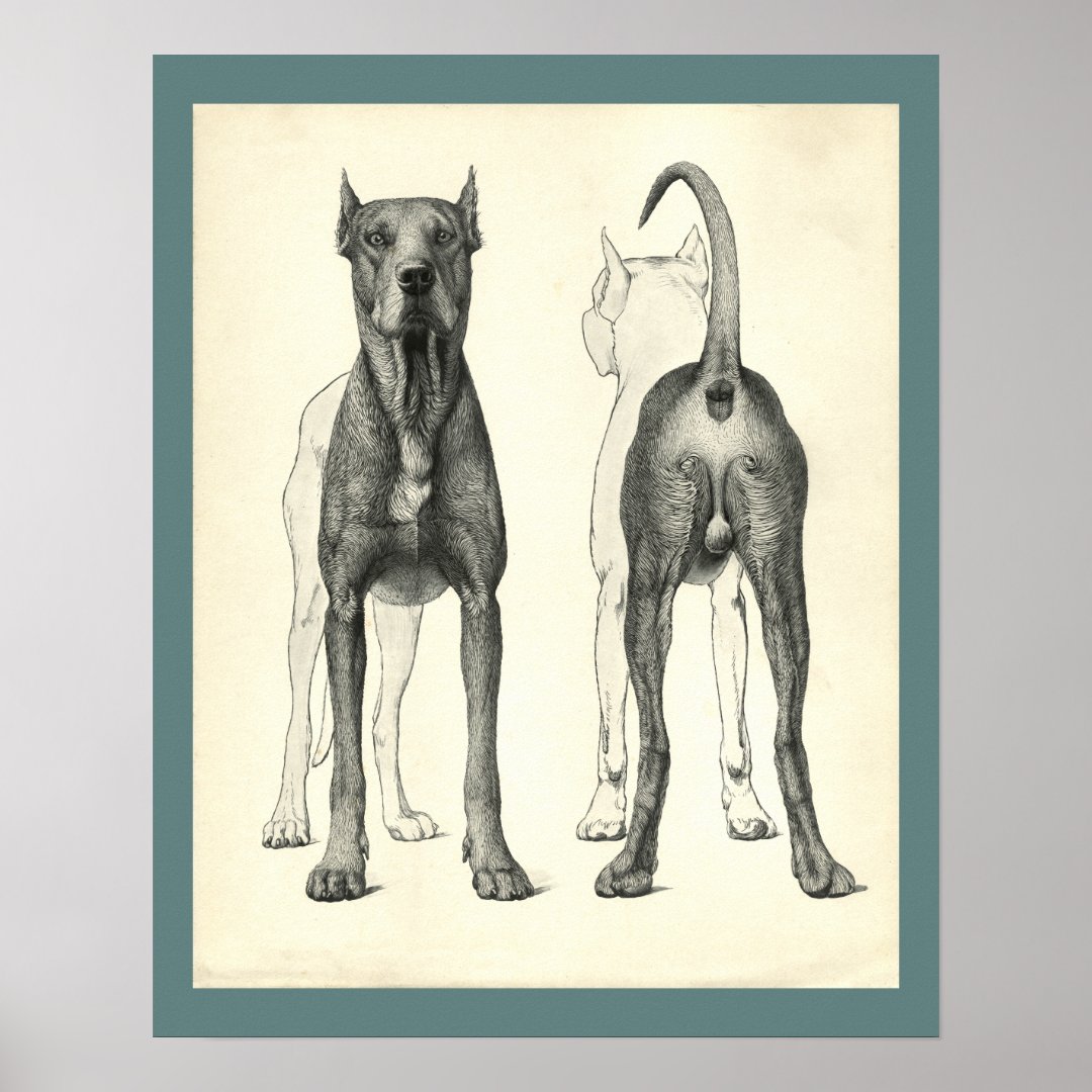 Dog Surface Topography Veterinary Anatomy Print | Zazzle