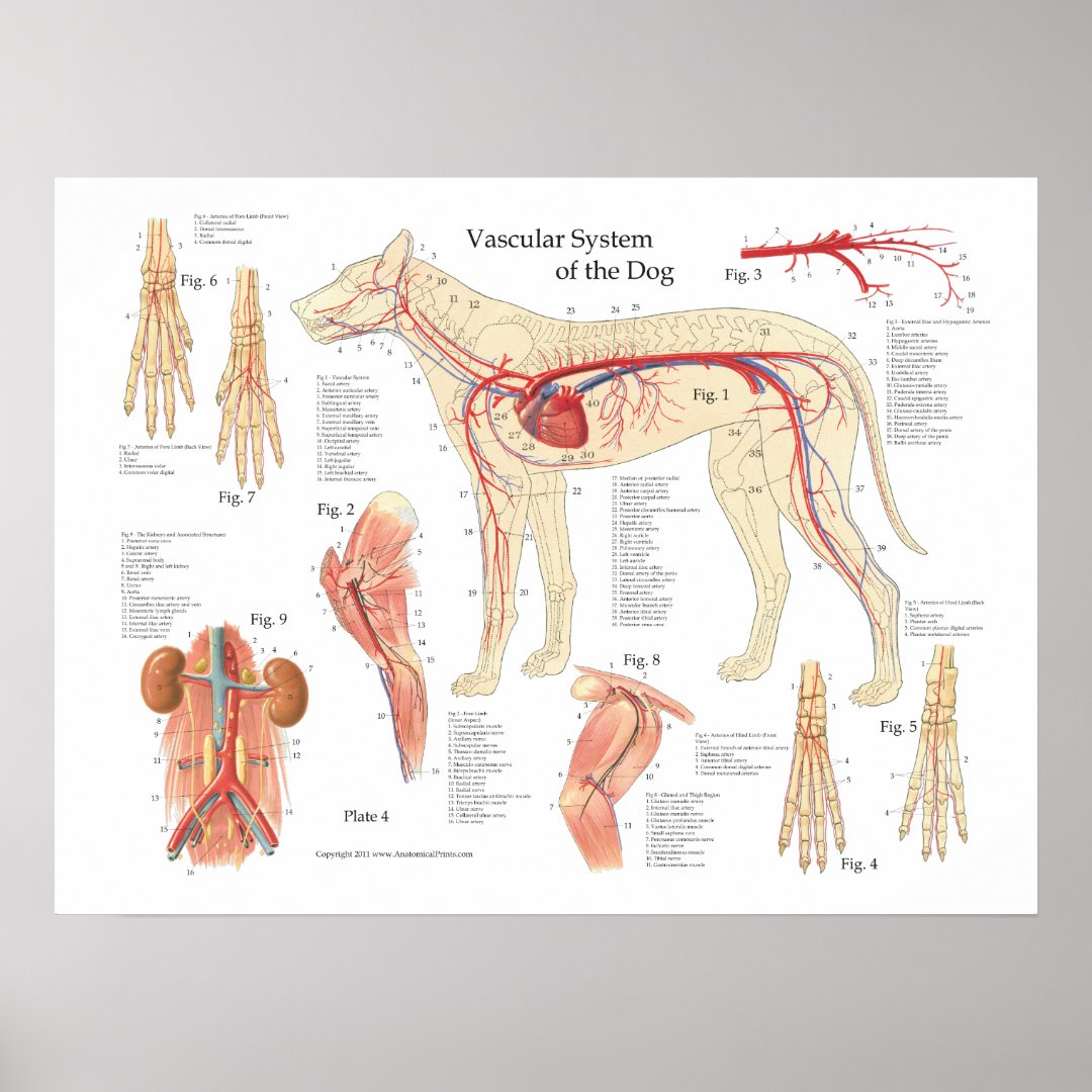 Dog Vascular Anatomy Poster 18" X 24" | Zazzle