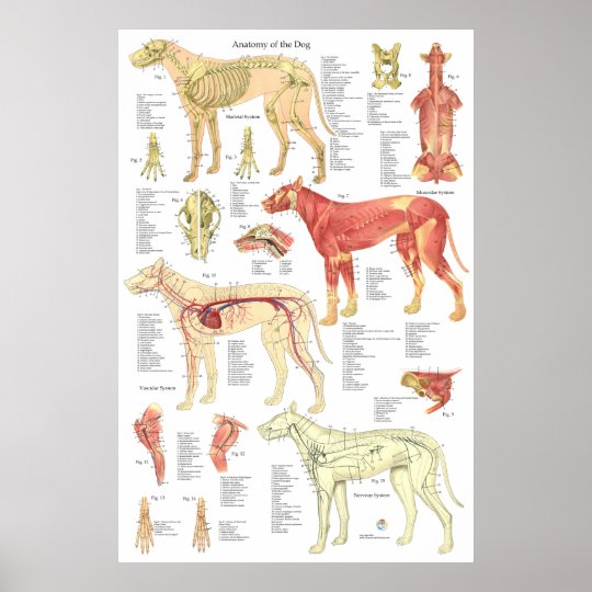 Dog Veterinary Muscle Skeletal Anatomy Poster | Zazzle.com