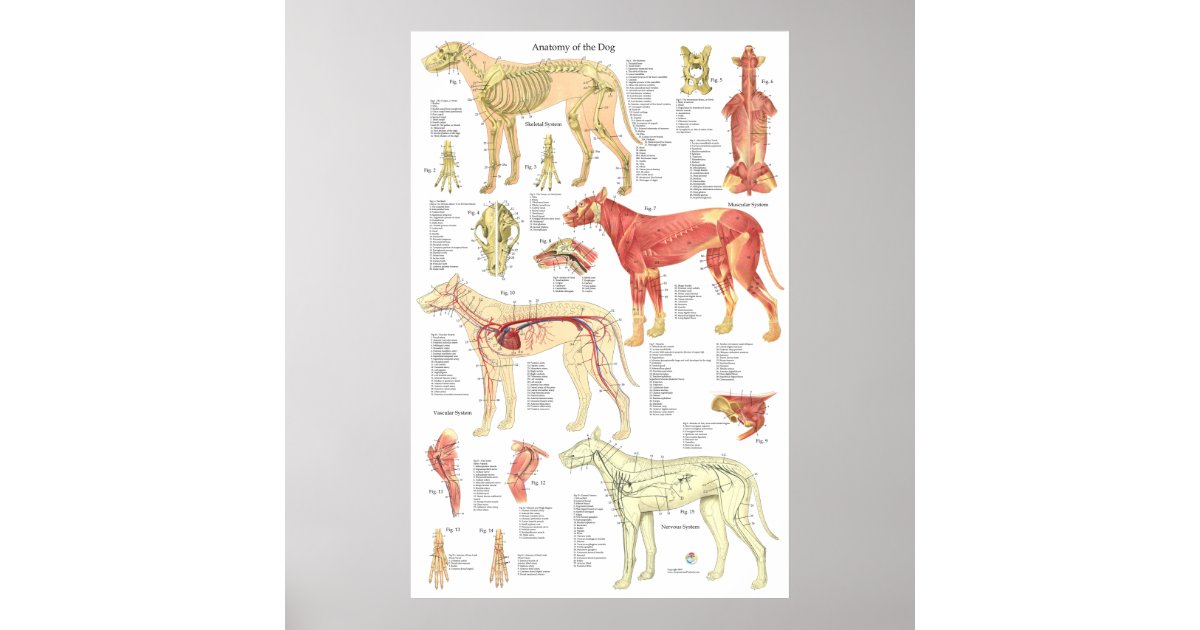 Dog Veterinary Muscle Skeletal Anatomy Poster | Zazzle