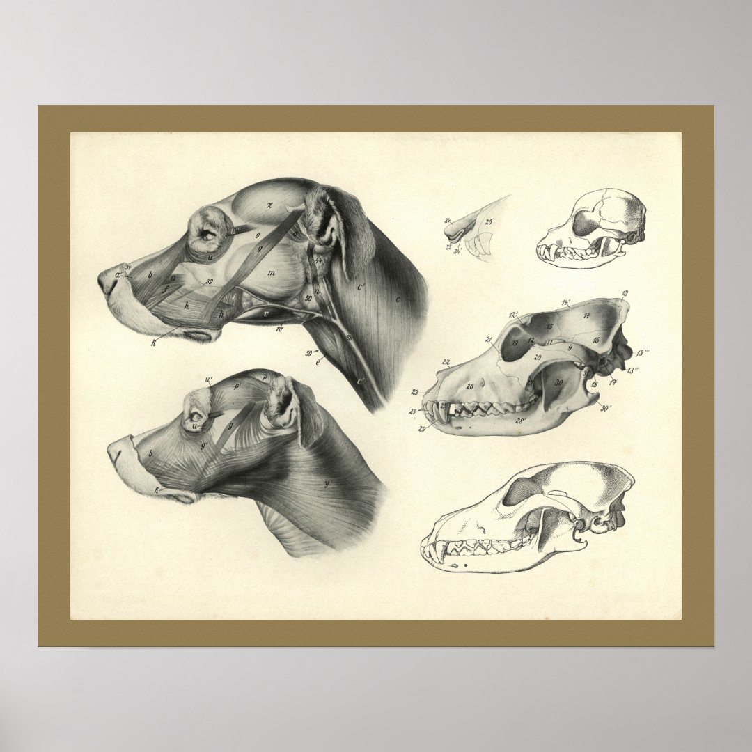 Dog Veterinary Skull Head Muscle Anatomy Print | Zazzle