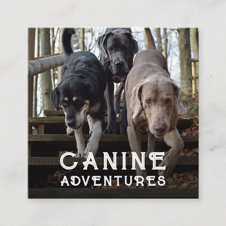 Dog Walker And Dog Adventures Square Business Card | Zazzle