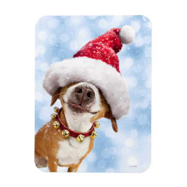 Dog With Big Santa Hat Magnet | Zazzle