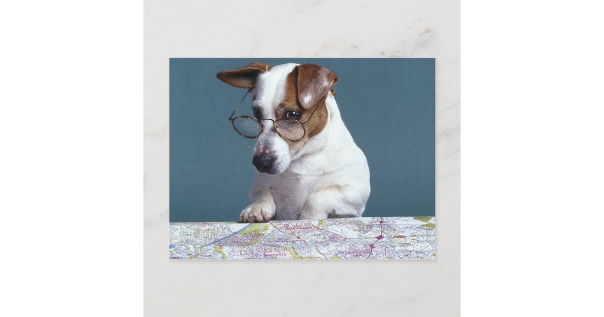 Dog with reading glasses studying map postcard | Zazzle