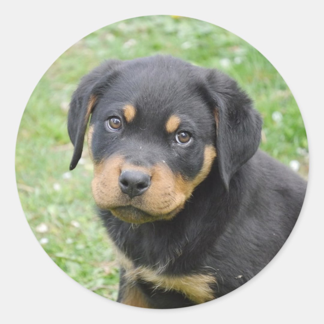 Doggy McDogface Rottweiler Puppy Classic Round Sticker | Zazzle