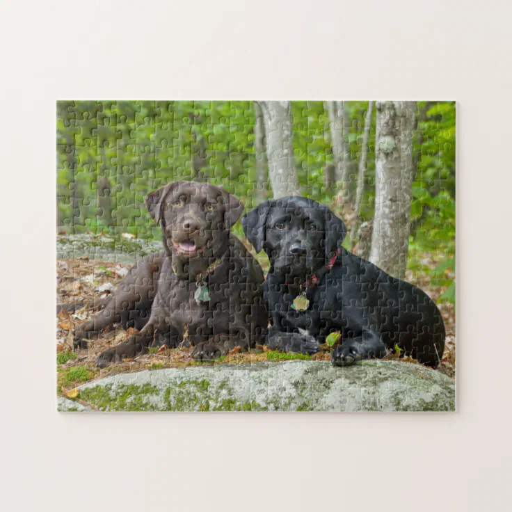 Dogs Puppies Black Lab Chocolate Labrador Retrieve Jigsaw Puzzle | Zazzle