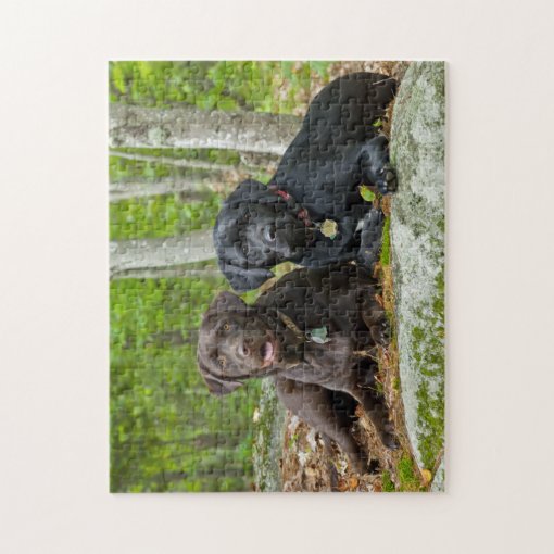 Dogs Puppies Black Lab Chocolate Labrador Retrieve Jigsaw Puzzle | Zazzle