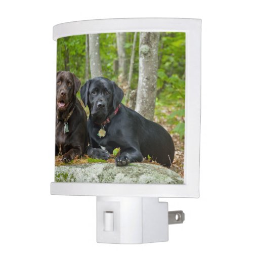 Dogs Puppies Black Lab Chocolate Labrador Retrieve Night Light | Zazzle