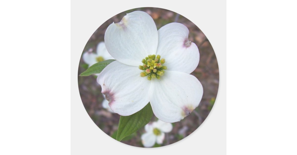Dogwood Tree Classic Round Sticker | Zazzle