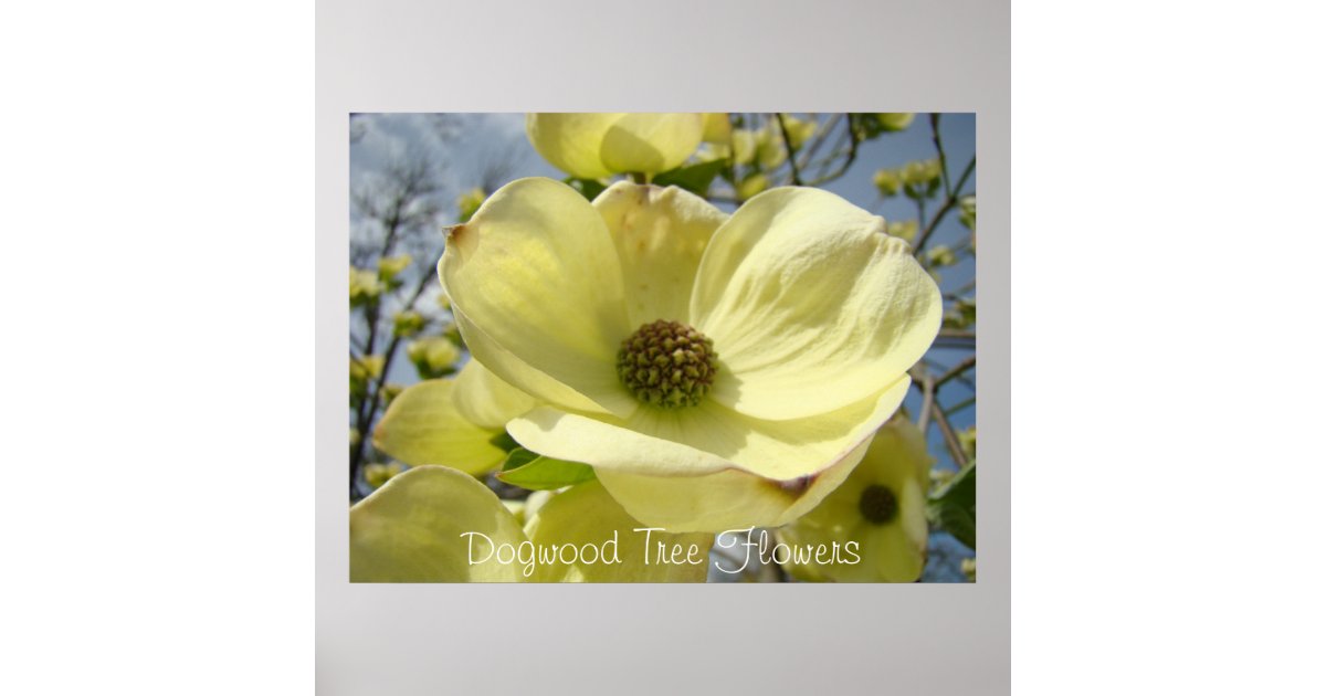 Dogwood Tree Flowers art prints Yellow Dogwoods | Zazzle
