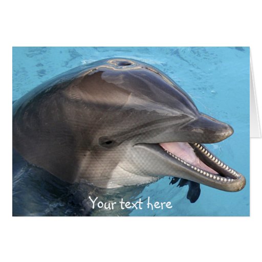 dolphin, card | Zazzle
