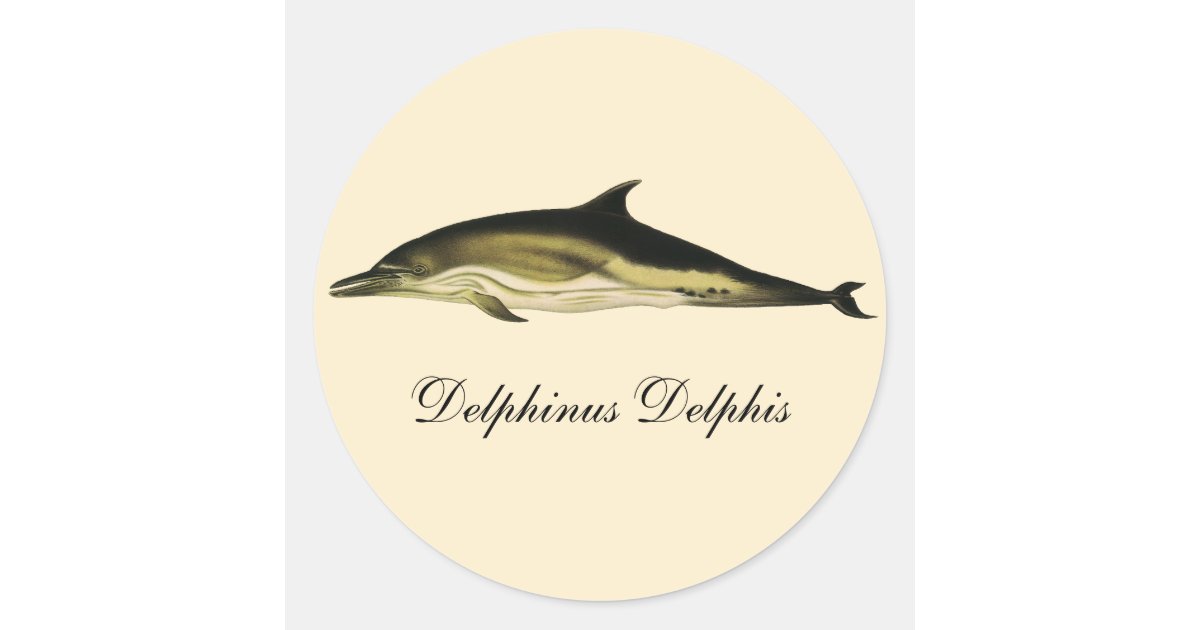 Dolphin Delphinus Delphis, Vintage Marine Mammals Classic Round Sticker ...