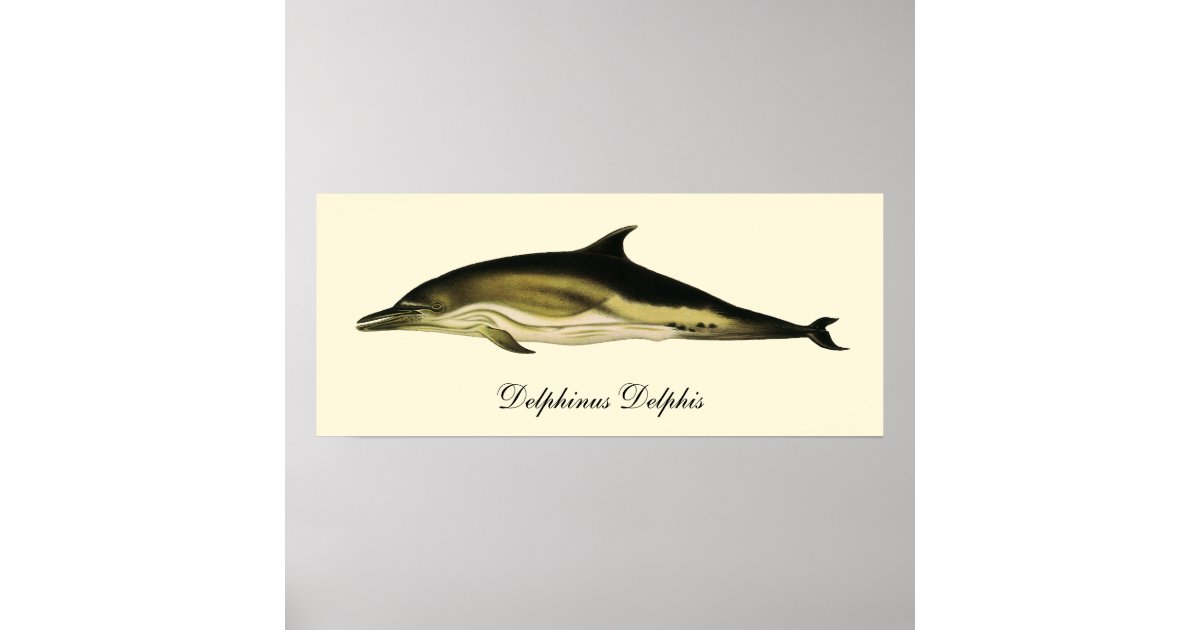 Dolphin Delphinus Delphis, Vintage Marine Mammals Poster | Zazzle