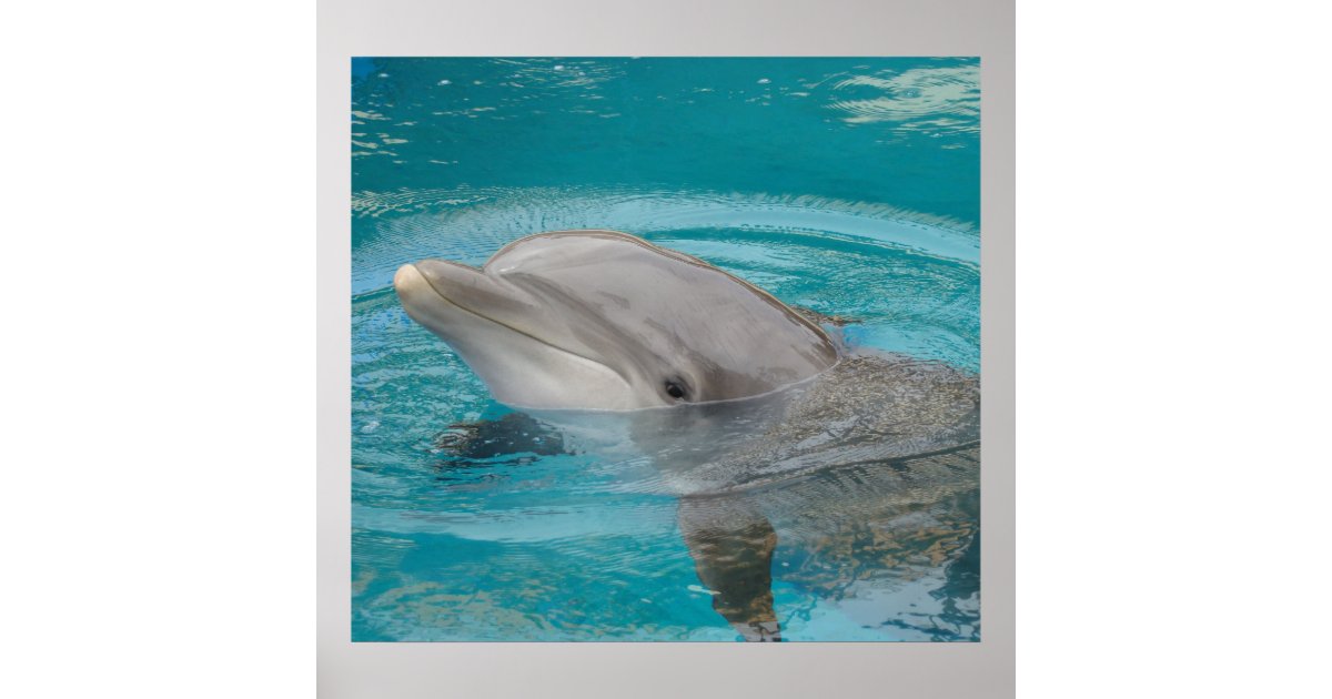 Dolphin Friend Poster | Zazzle