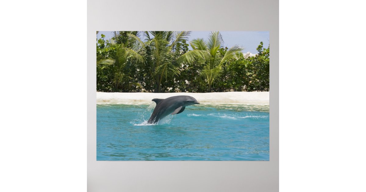 Dolphin Jumping Tropical Beach Poster | Zazzle